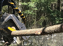 Buy Standing Timber | Habitat Management of Michigan