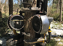 Buy Standing Timber | Habitat Management of Michigan